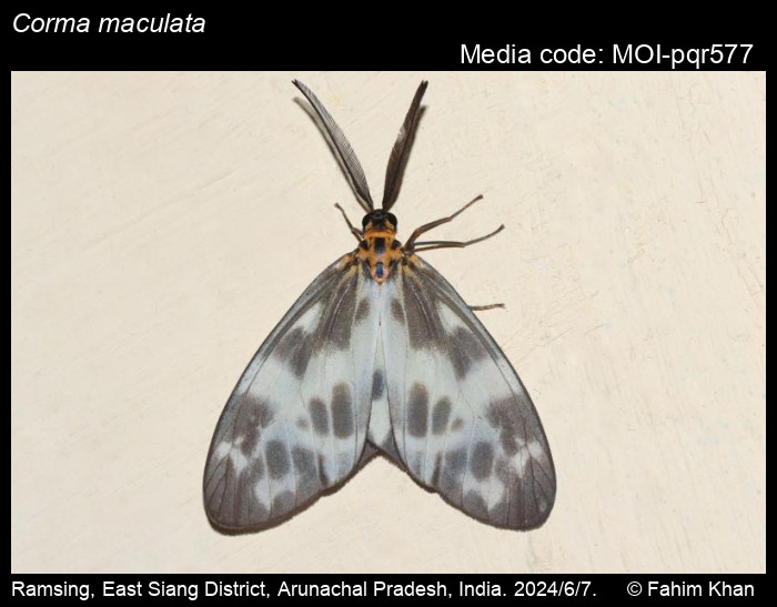 Corma maculata | Moths